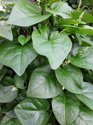 90+ Organic Green Stem Malabar Spinach Alugbati Mong Toi Poi Sang ...