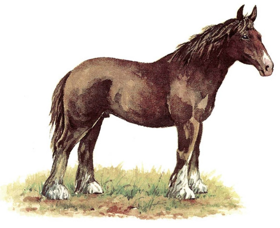 Select Farm Animal Cow Goat Horse Duck Pig Rooster Waterslide Ceramic ...