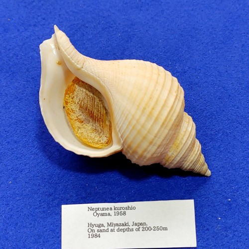 Neptunea kuroshio 84mm Buccinum Neptunes Whelk Deep Sea shells | eBay