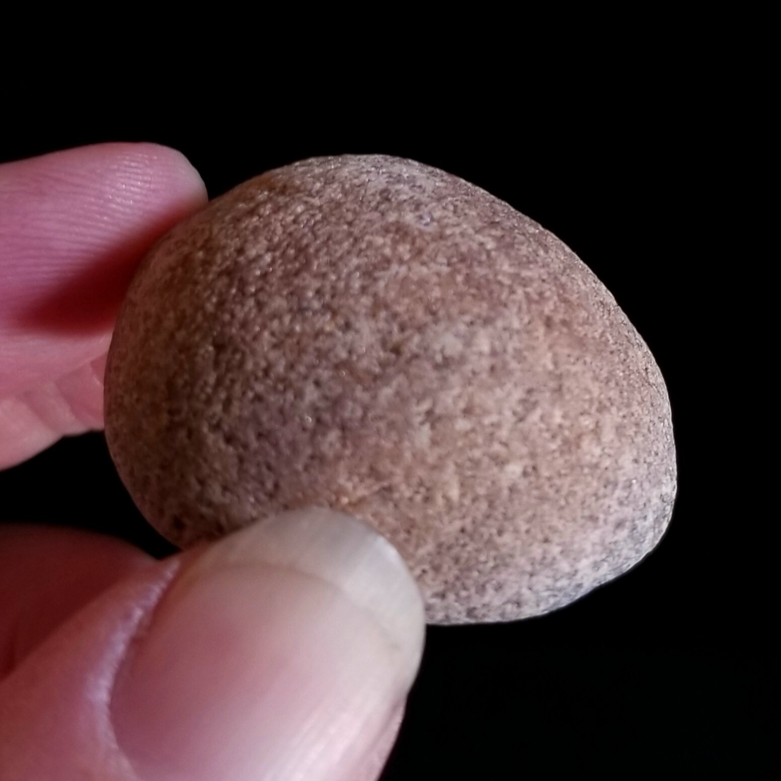 16 Calvert Cliffs MD Fossil Lot Shark Whale Dolphin Bone Teeth Early ...