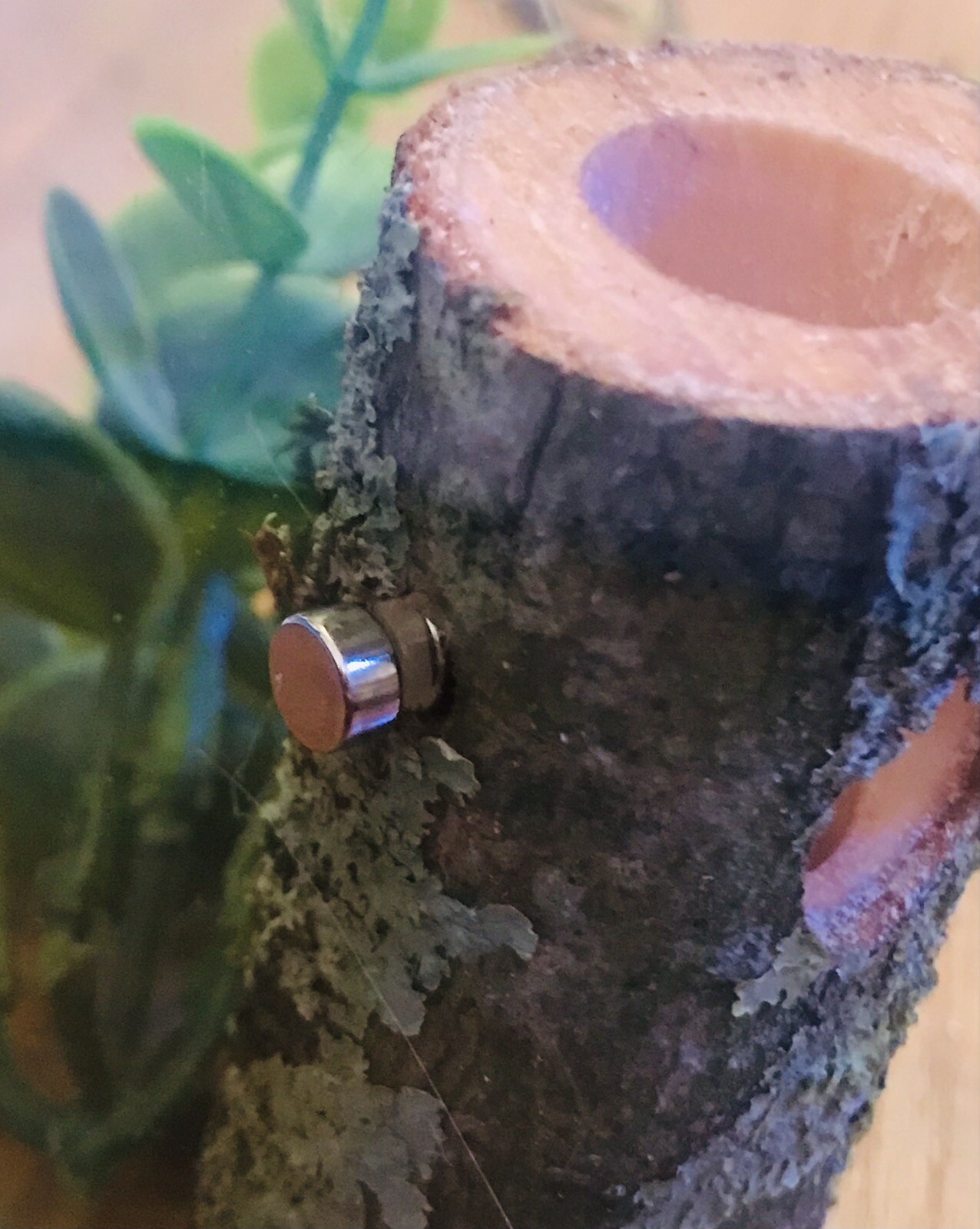 Jumping Spider/reptile Wooden Log Hides Magnetic Enclosure Decor ...