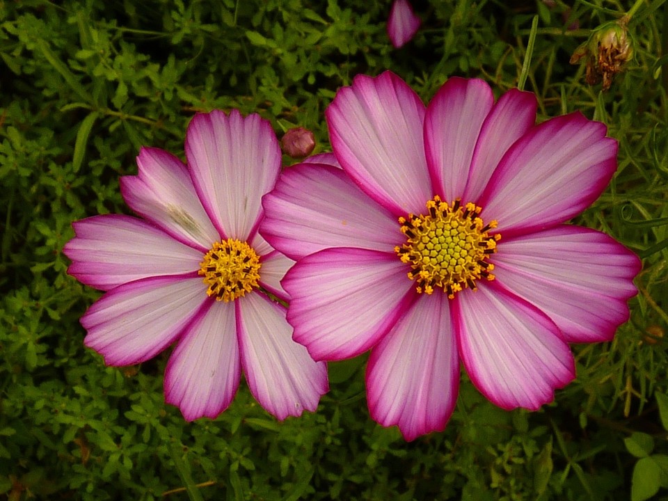 Cosmos plug plants X12 FREE Delivery preorder end of march 6 different ...