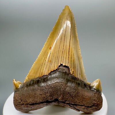 Large, High QUALITY, colorful 2.66" long Fossil AURICULATUS Shark Tooth ...