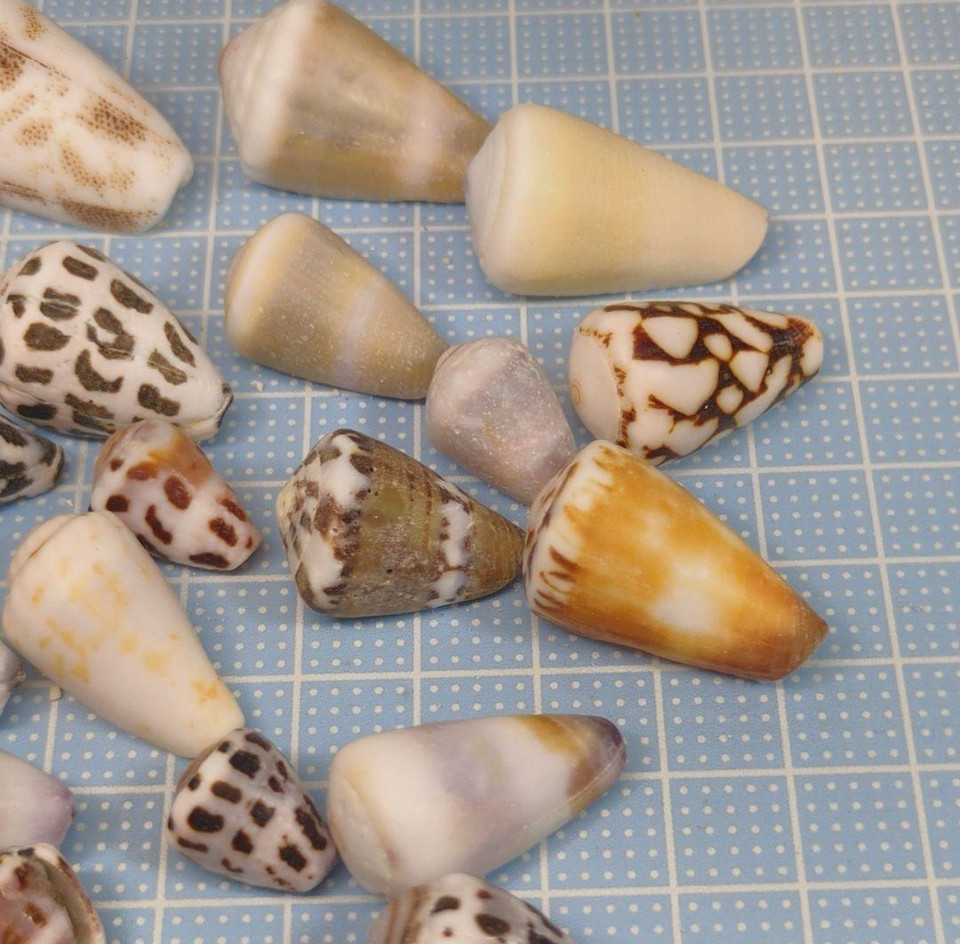 Hebrew Cone Shell from japan Okinawa shell very small to small | eBay