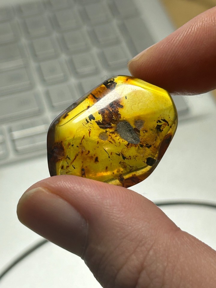 amber stone genuine from Dominica , about 99 millions year old. | eBay