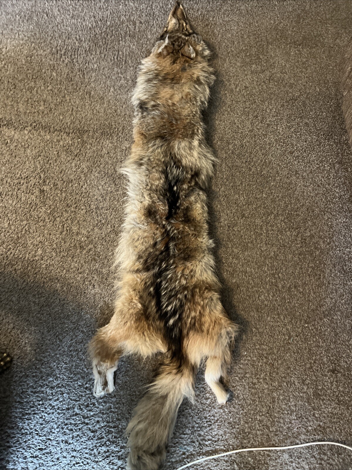 Tanned Heavy Coyote Hide With Full Tail /Furs/Taxidermy/Crafts | eBay