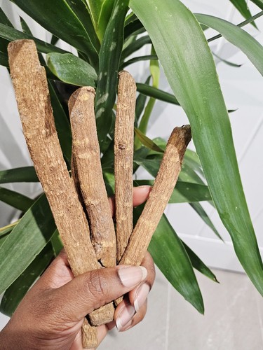 African pako Chewing Stick 12x Orin Ata Chewing Sticks | eBay