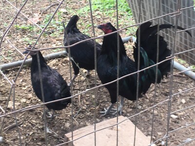 Livestock Supplies - Gamefowl