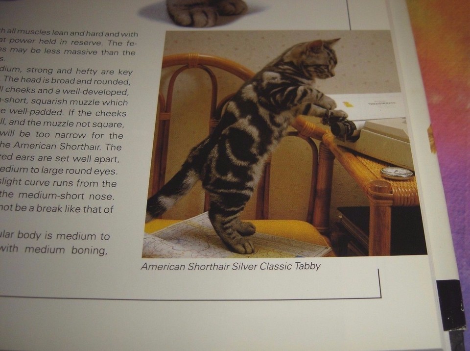 Legacy of the Cat by Gloria Stephens Hardcover Book ALL ABOUT CATS ...