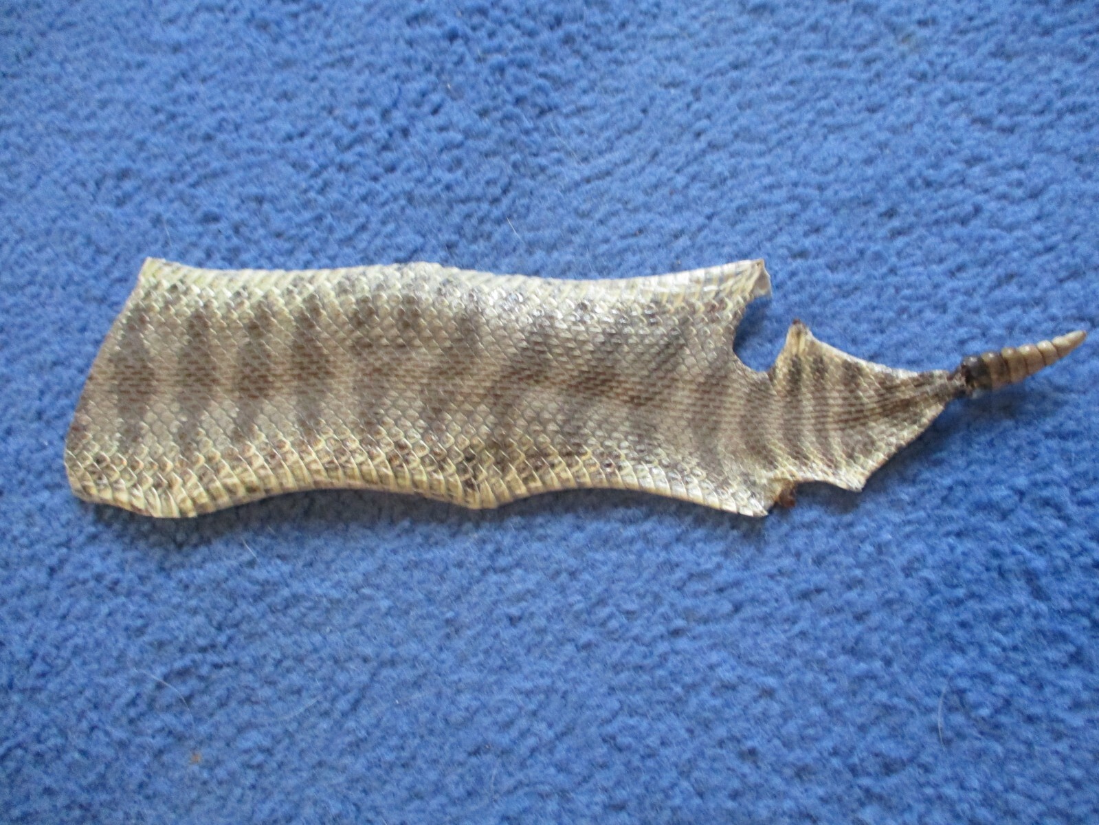 Rattlesnake rattles w/ skin rattle snake art jewlery education rattlers ...