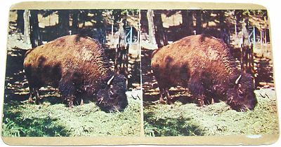 Antique Photo Stereo Card of Grazing Buffalo | eBay
