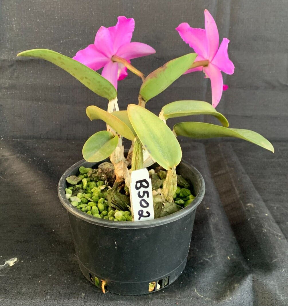 RON Cattleya Orchid Special Quality Div C. walkeriana ('Pink Lady' x ...