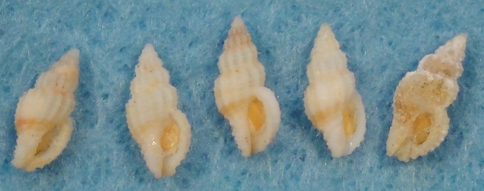 Bailya Parva 5 Shells 10-11mm S Bimini,Bahamas 3 feet Low Tide under ...