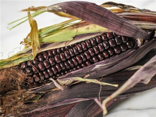 Dwarf Rainbow Corn (Pack of 20 Seeds) - Non-GMO - Very Unique and Rare ...