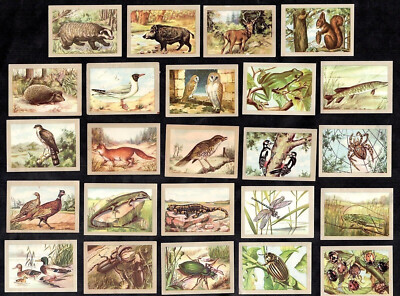 Native Wildlife Card Set 1958 Jacques Chocs Animals Birds Insects ...