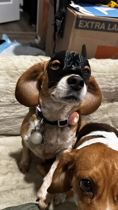 Batman Dog Mask
