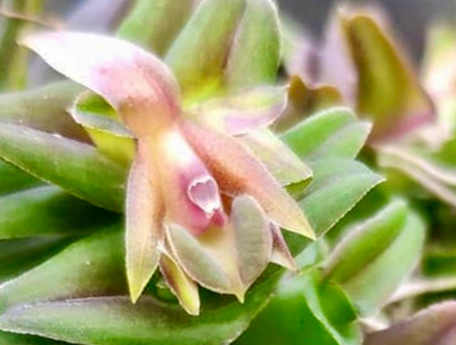 EPIDENDRUM SCHLECHTERIANUM ORCHID MINIATURE SPECIES BLOOMING SIZE PLANT ...