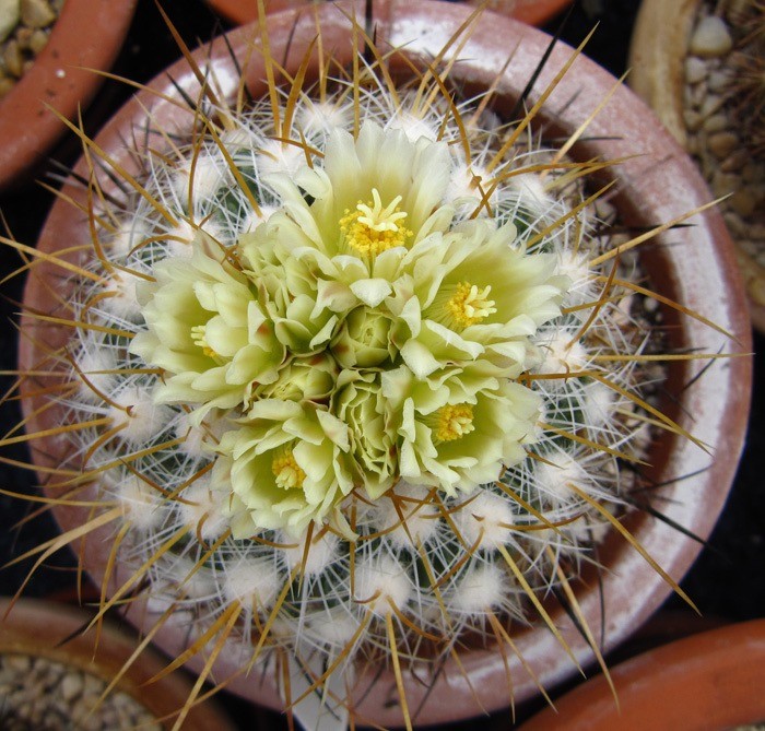 WAVE CACTUS (Echinofossulocactus albatus) 10 seeds | eBay