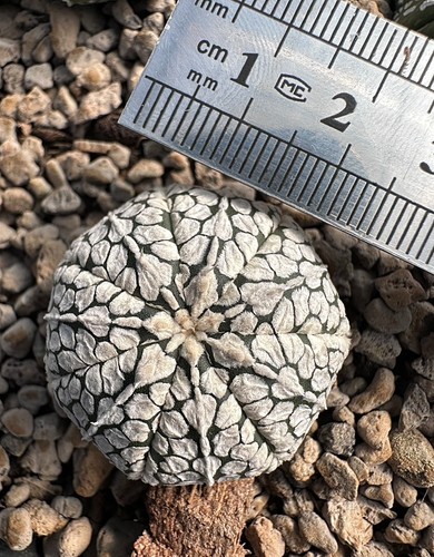 Astrophytum miracle x v type Japan (A1) copiapoa aztekium Euphorbia | eBay