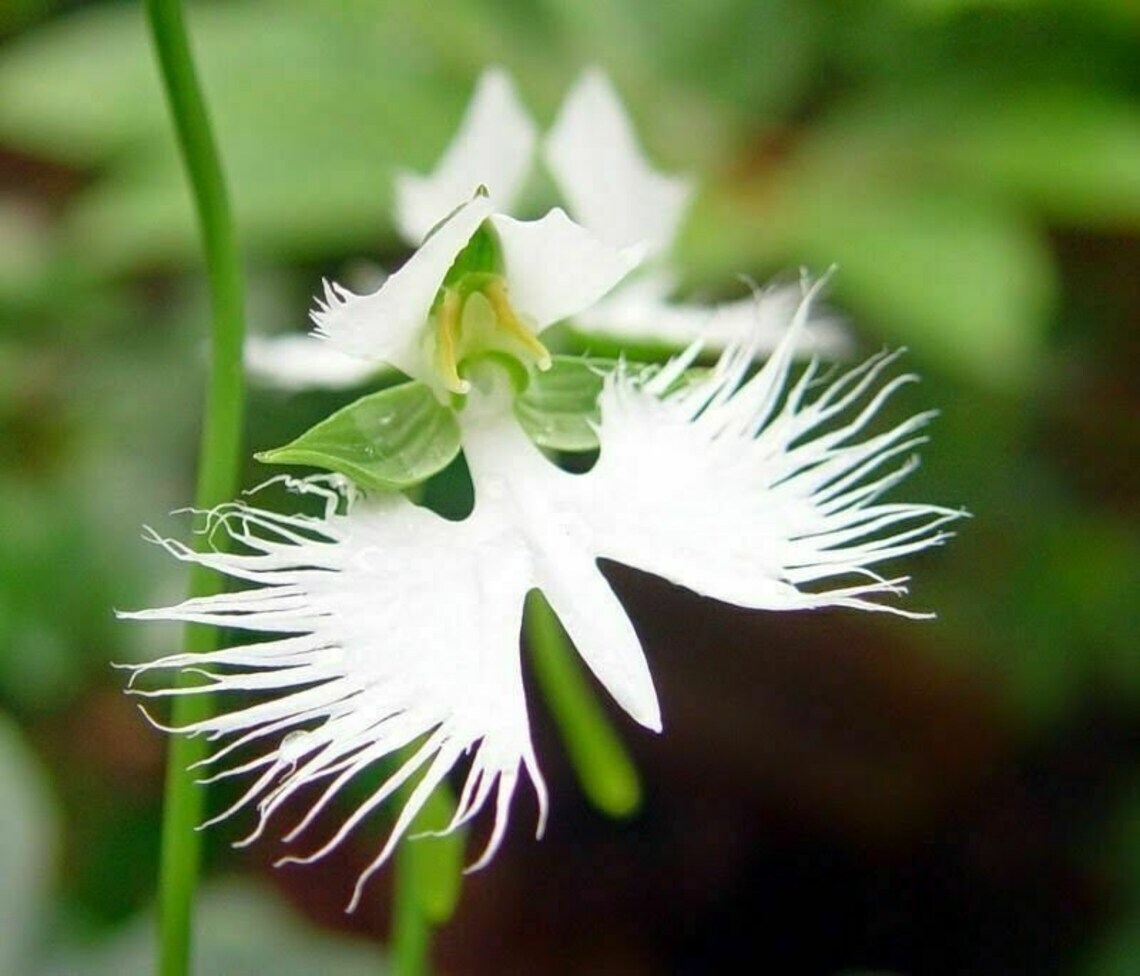 Japanese Radiata White Egret Orchid Flower 50Pcs Seeds...(#5422) | eBay