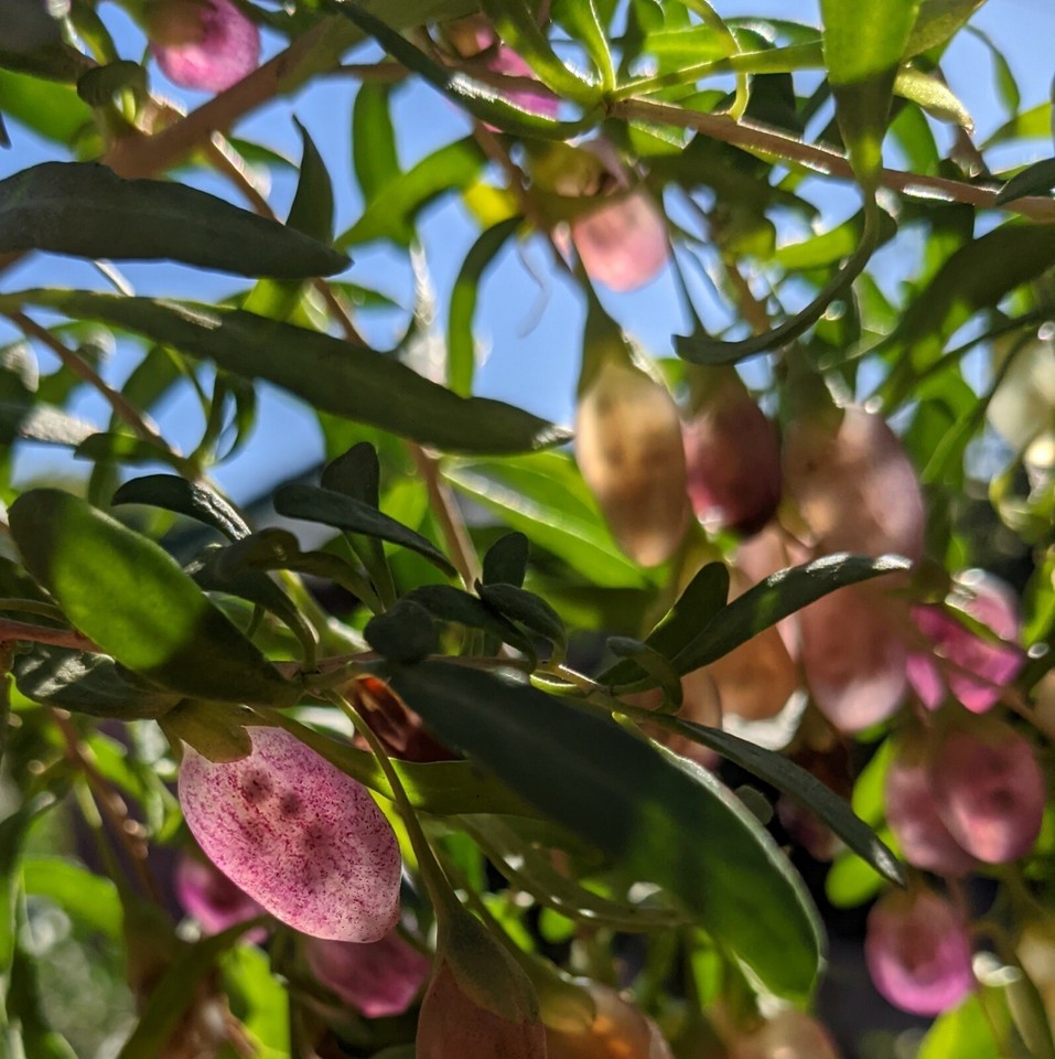 (2) Goji Berry "Stardust" Unique Fruit *Novel Variety*4-inch pot* | eBay