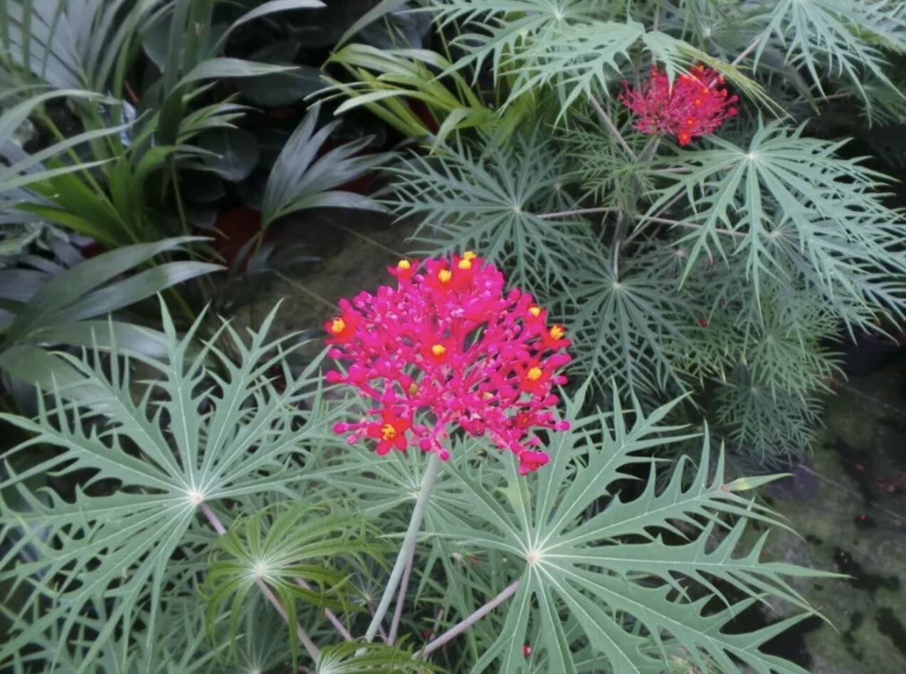jatropha multifida live (coral Plant) tree 20” | eBay