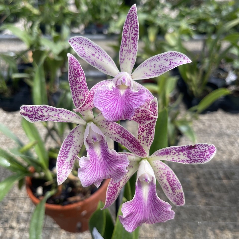 Rby. Spotted Charm ‘Patricia Anne'- Brassavola, CATTLEYA ORCHID | eBay