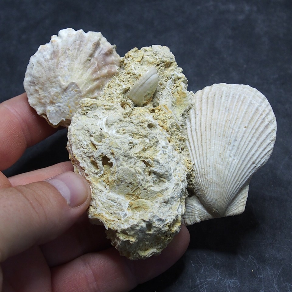 Bivalve Fossil Chlamys varia Shell Spain Fossilien Mollusks Pliocene | eBay