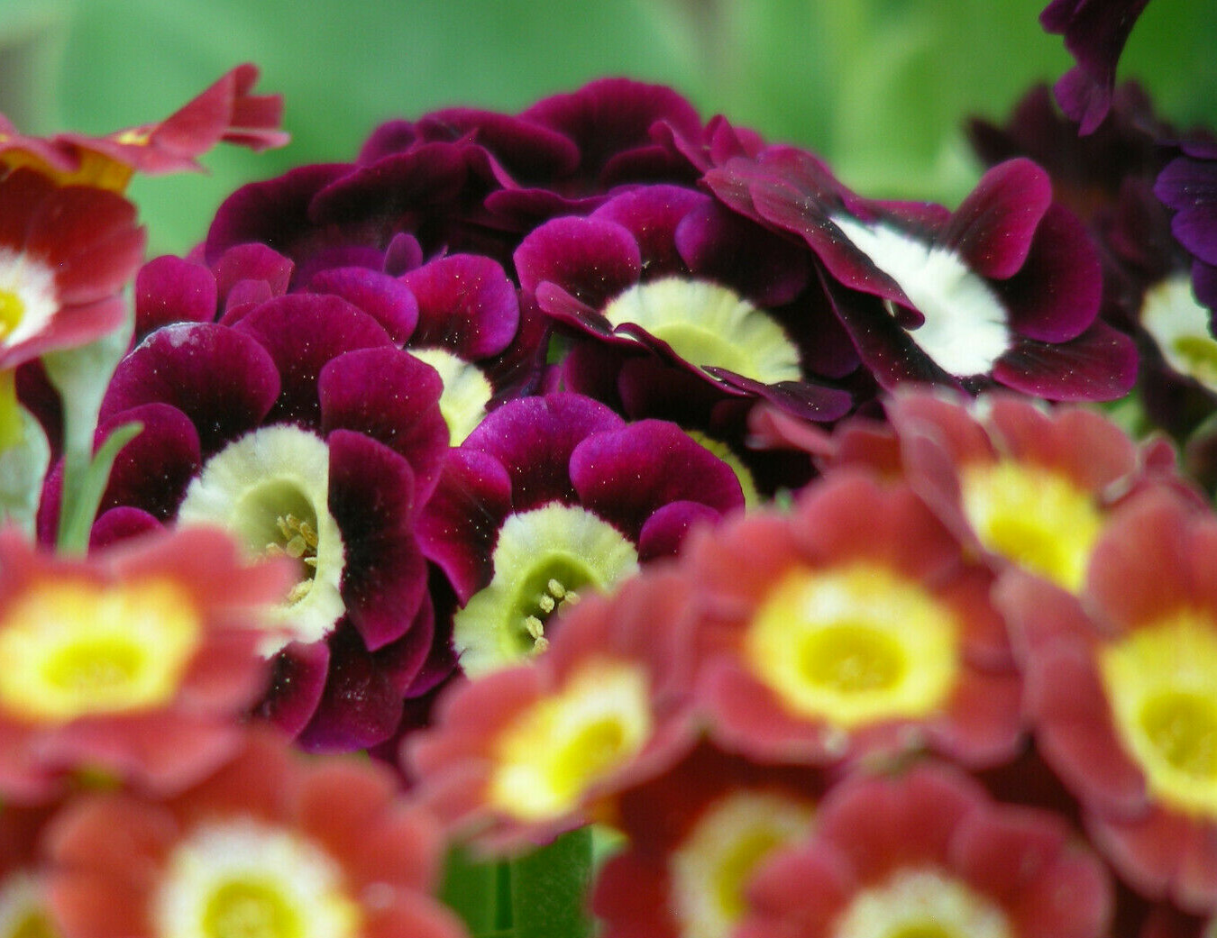 Garden or Border Auricula Seeds : Mixed Colours : Alpine Primula ...