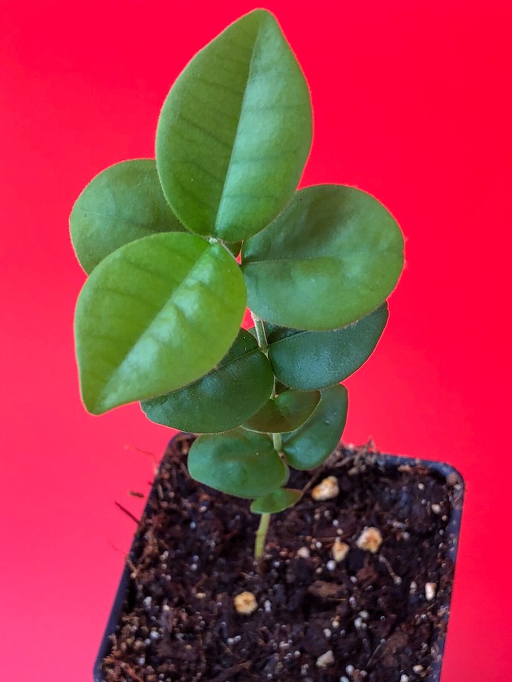 Pitangatuba Star Cherry Eugenia Selloi neonitida Fruit Tree Seedling ...
