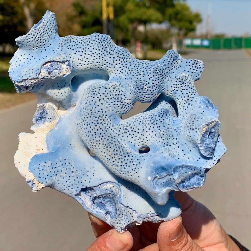 376G Natural Blue Coral Reef Cluster Marine Mineral Crystal Specimen | eBay