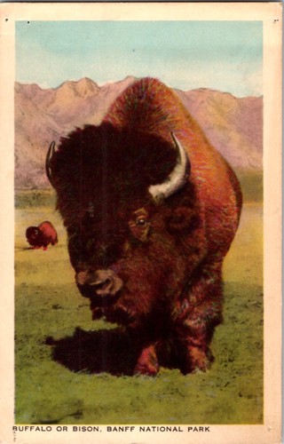 Calgary Alberta AB : BANFF NATIONAL PARK j/24 BH8001 | eBay