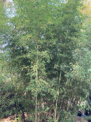 Live Phyllostachys vivax rhizomes x6 FREE SHIPPING (Chinese timber ...