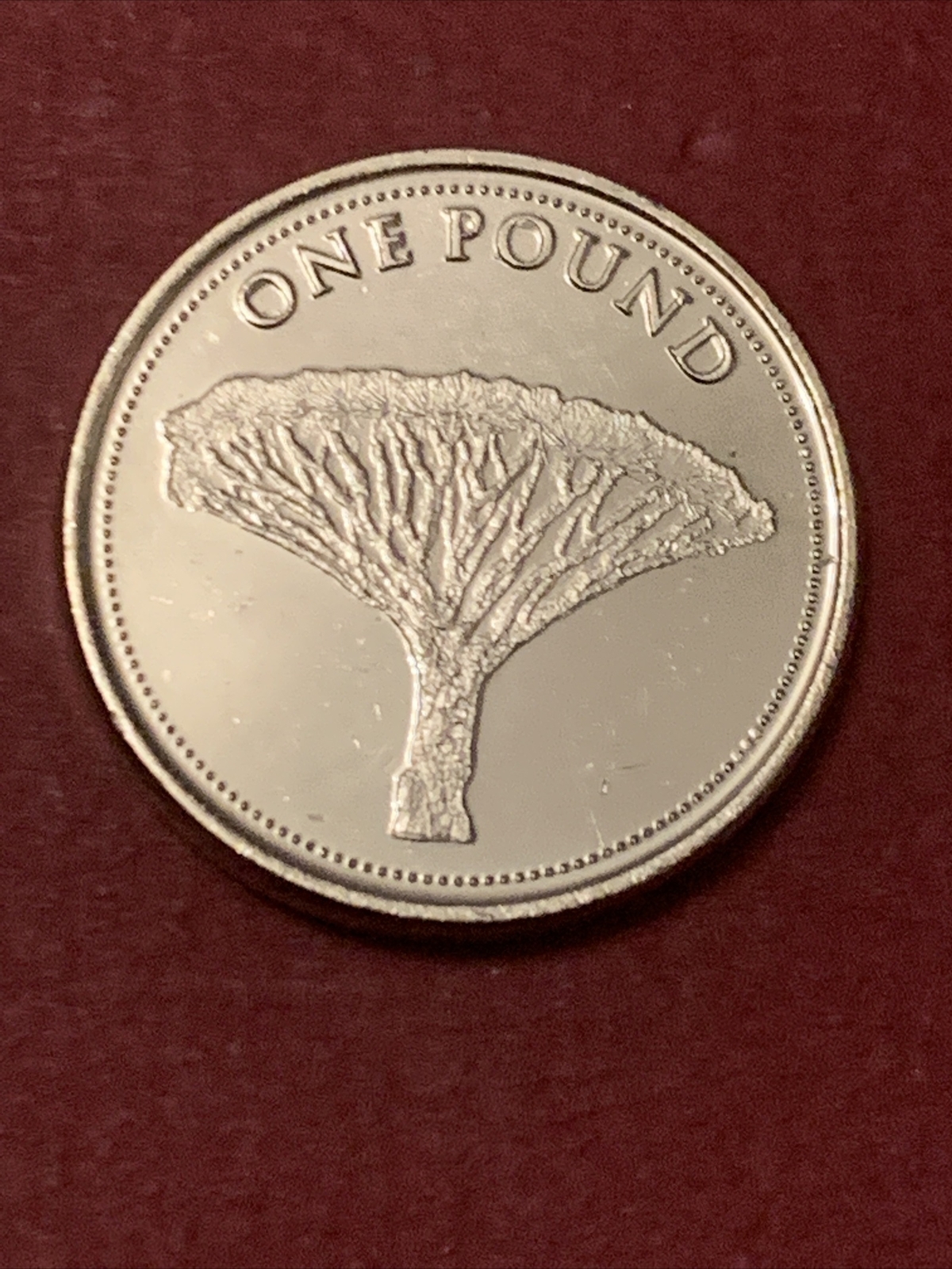 2016 GIBRALTAR £1 One Pound Coin The Dragon Tree UNC Coin From Sealed ...