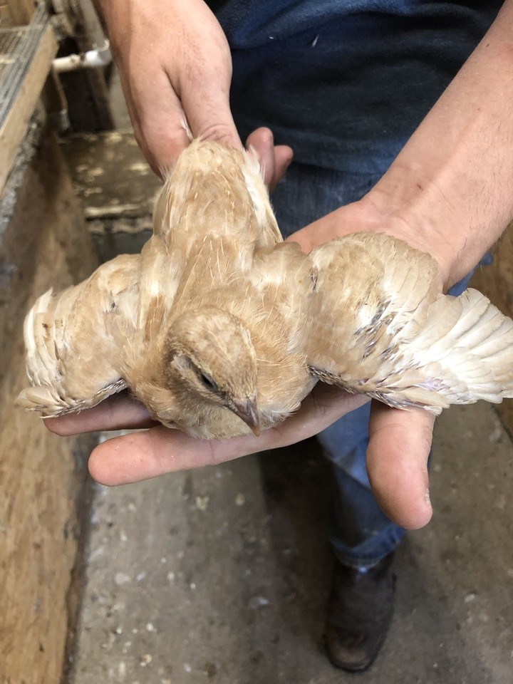 50+ German Pastel Collection Coturnix Hatching Eggs By Myshire ...
