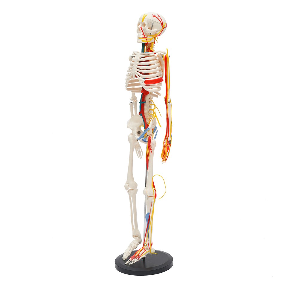 Human Skeleton Model 34 Inch Anatomy Skeleton Medical Stand For ...