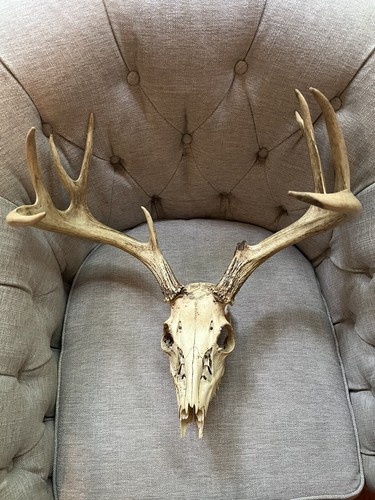 Wild 10 Point Whitetail Deer Antler Rack Horn Skull 130 140 Class 5x5 ...