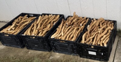 Japanese And Chinese Yams Fresh Fresh From Farm To Sale & Seed For Sale ...