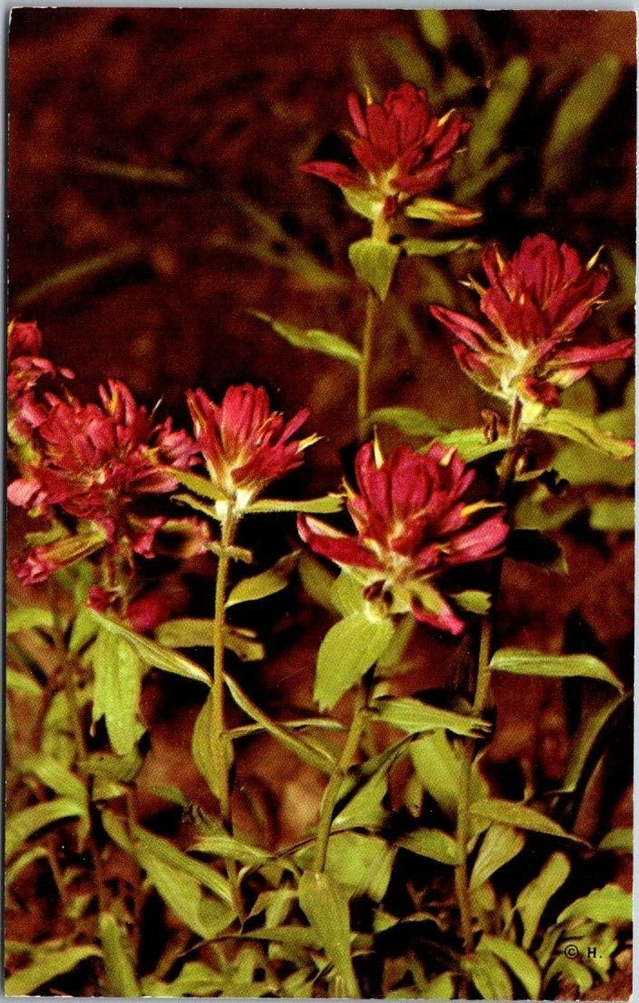 Indian Paint Brush Wyoming State Flower Yellowstone Vintage Chrome ...