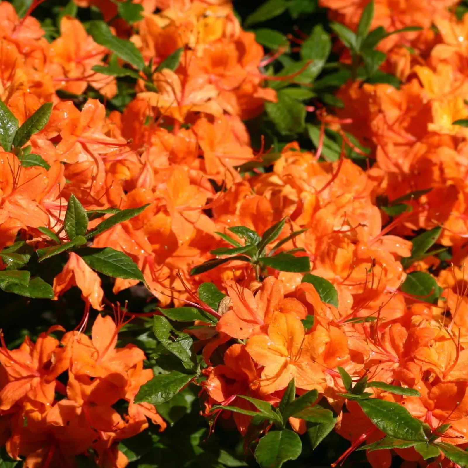 Azalea japonica Orange Colourful Evergreen Outdoor Garden Shrub Plant ...