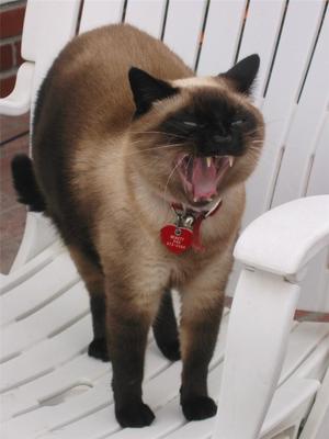 ANGRY SIAMESE CAT GLOSSY POSTER PICTURE PHOTO kitten kitty whiskers ...