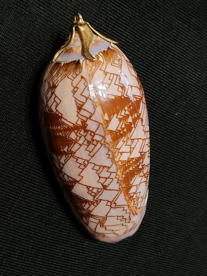 EXTREMELY RARE Oliva Porphyria, Porphyry Olive HUGE Shell Indio-Malayan ...