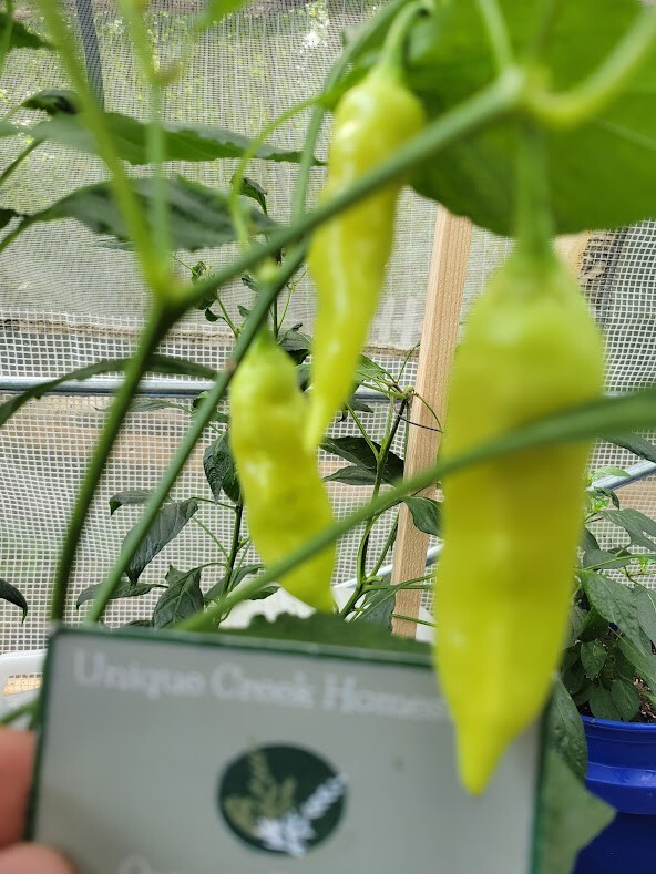 Sugar Rush Pepper Seeds 50,000-100,000 Scoville SHU Unique Creek ...