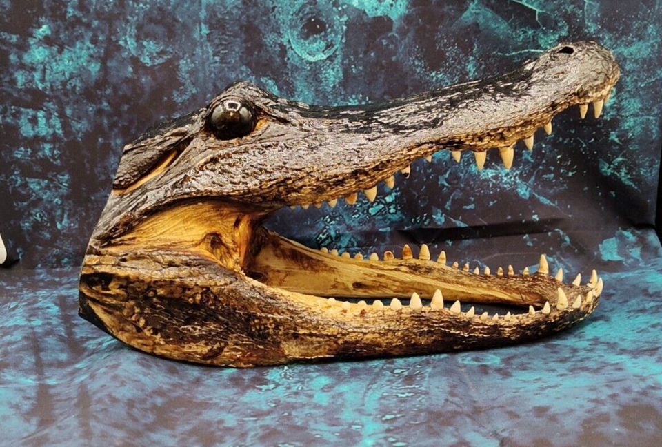 Large 11"-12" Alligator Head From Genuine Louisiana Gator Real ...