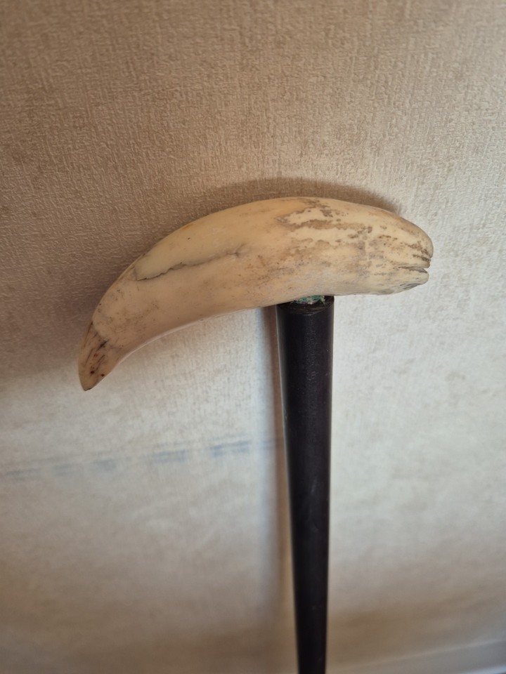 19th century bakelite whale tooth mounted walking stick. 85 Cm | eBay