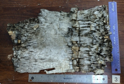 Natural White Silver Birch Bark Sheet Strip Sustainably Harvest Craft ...