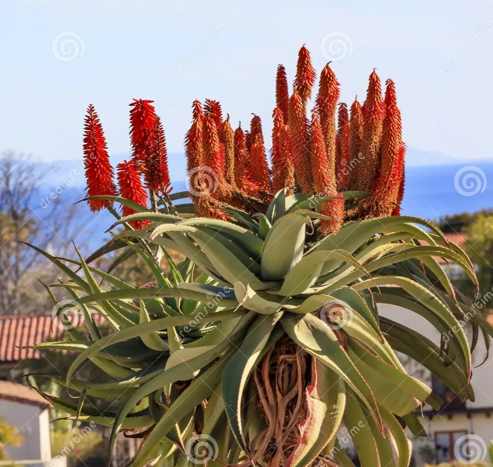 Aloe barberae Giant Tree Aloe 4" Wide This Plant #9PU | eBay
