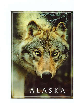 Alaska Wolf Alaskan Wolves Postcard Unposted | eBay