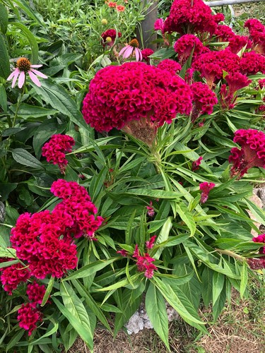 FRESH SEEDS Organic Giant Celosia Cristata Fuchsia Amish Cockscomb ...