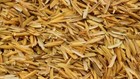Rice Husk Hulls for Gardening Organic Compost Hydroponic Growing Media ...